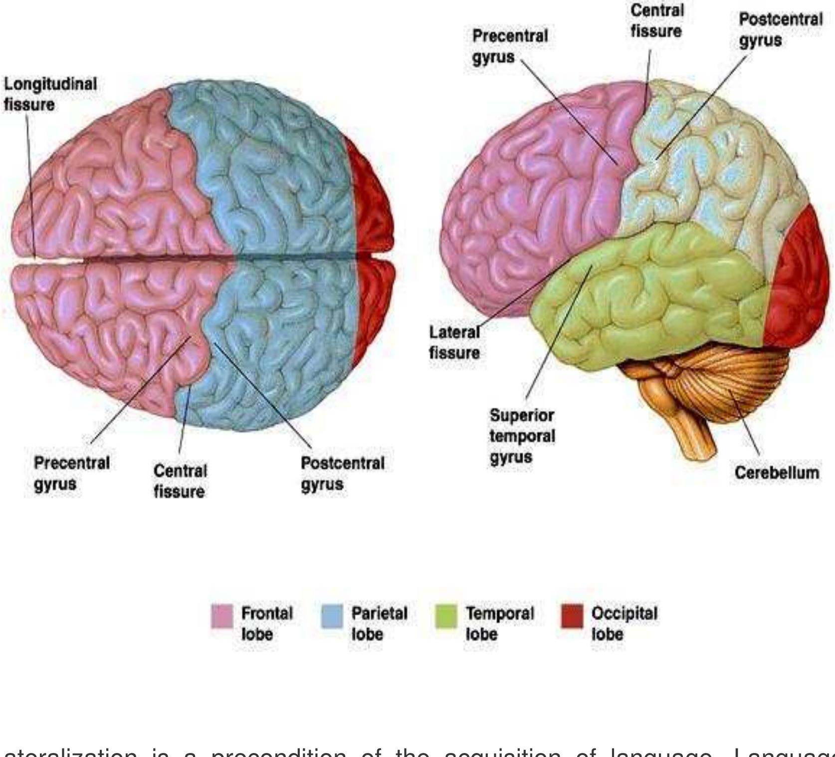» the lobes of the cerebral hemispheres language after the