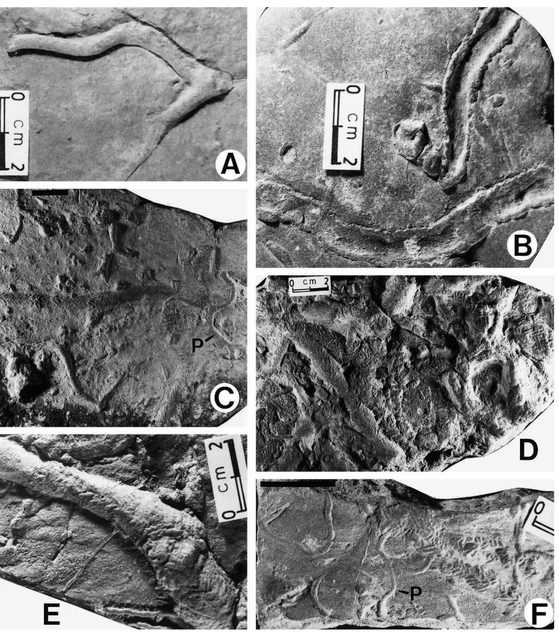 P. tchoumatchenco, a. uchman / palaeogeography,
