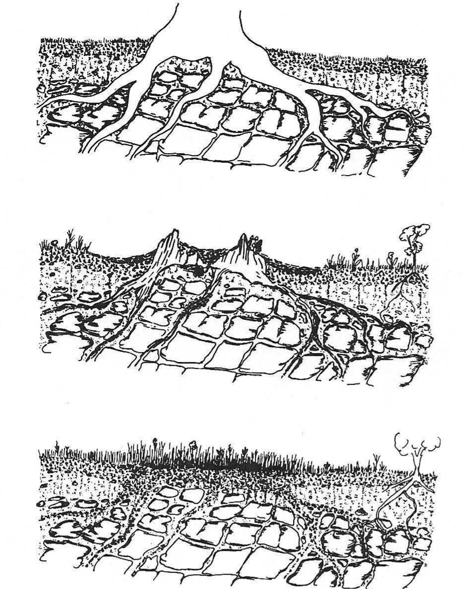 6. a three-stage diagram showing the formation of root