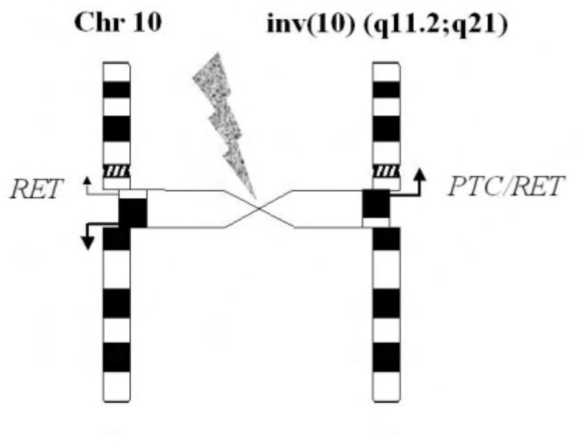 5 activation of the ret gene by inversion in thyroid cancers