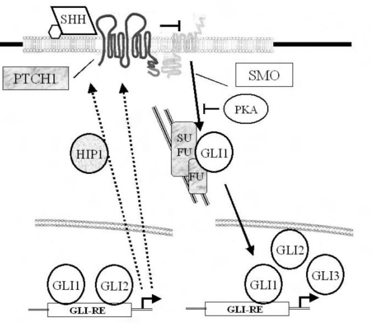 13 the sonic hedgehog (shh) pathway shh binding to the ptch1