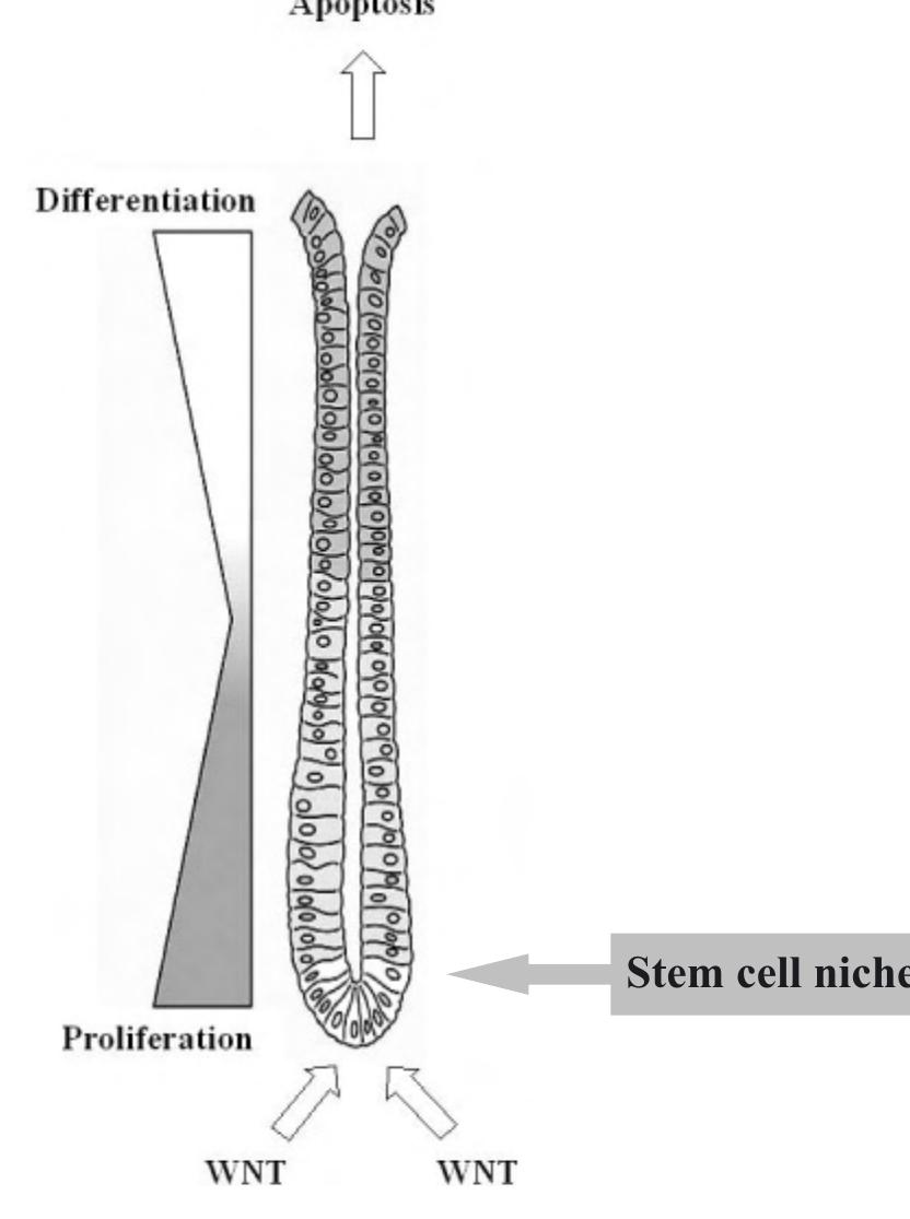4 organization of proliferation and differentiation in colon