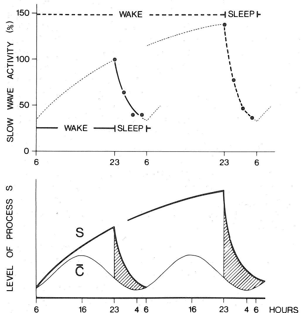 (PDF) Human Neurobiol(P982) 1: 195-204 Human Neuuobioloqy A Two Process ...