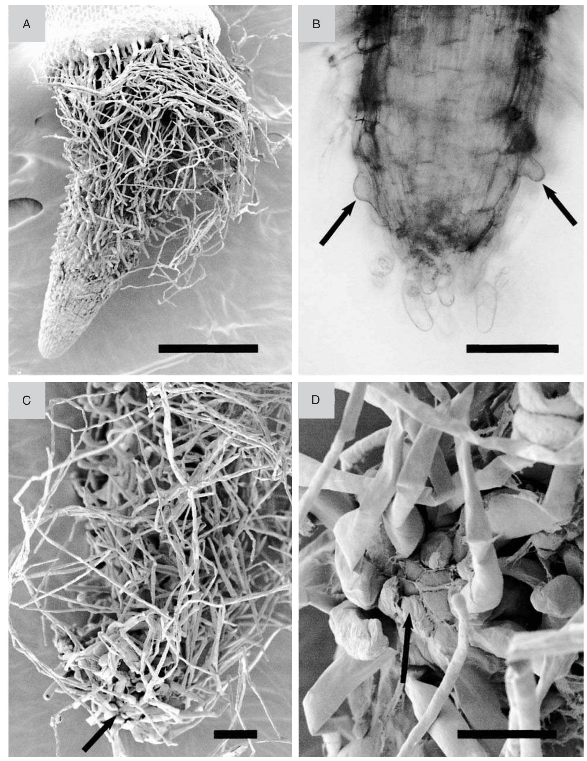 4. root tips of stenocereus gummosus at (a) 24 hours, (b) 36