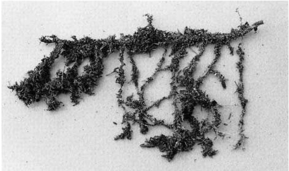 5. root system of epiphyllum phyllanthus after 21 days in