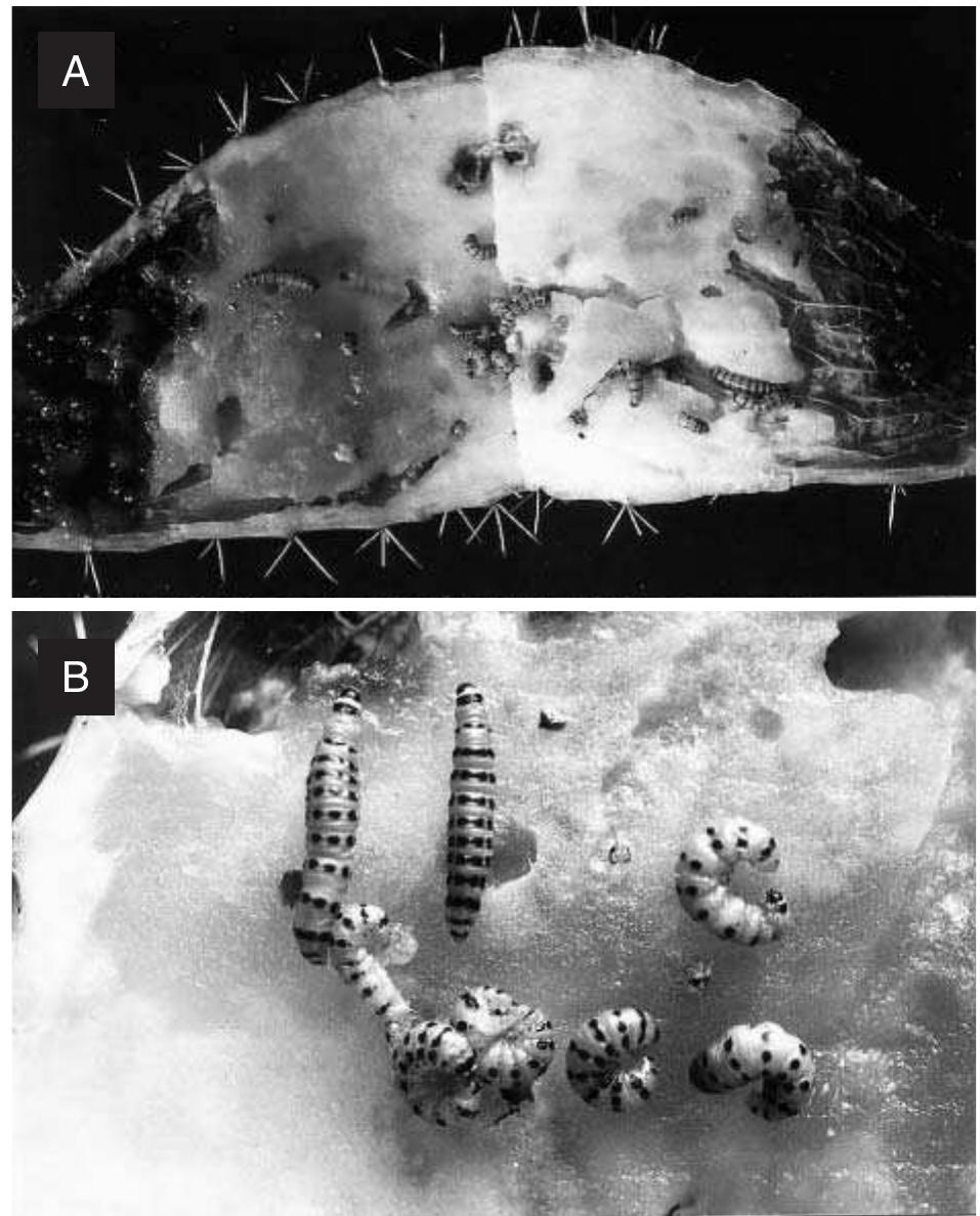 3. larval stage of cactoblastis cactorum: (a) cross section