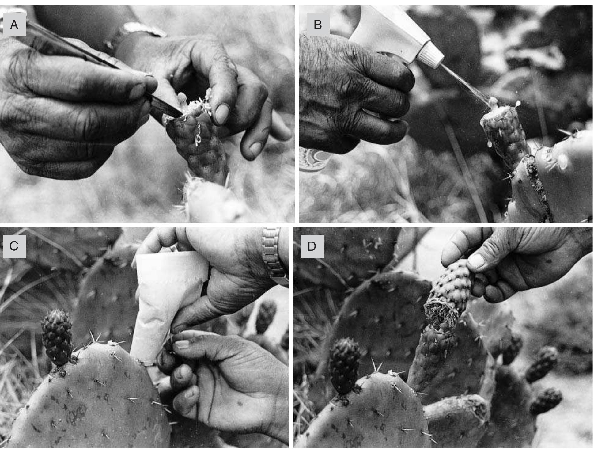 1. methodology for emasculating flowers of cactus pear: (a)