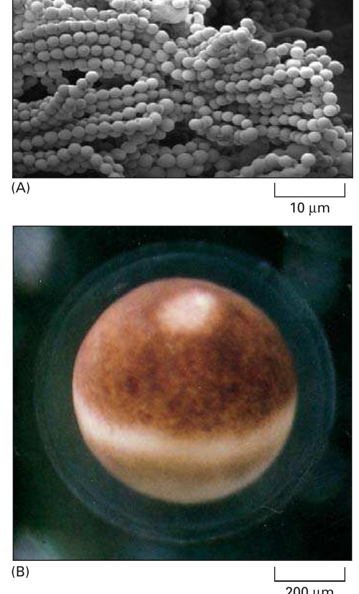 -1 extremes of cell size. (a) scanning electron micrograph