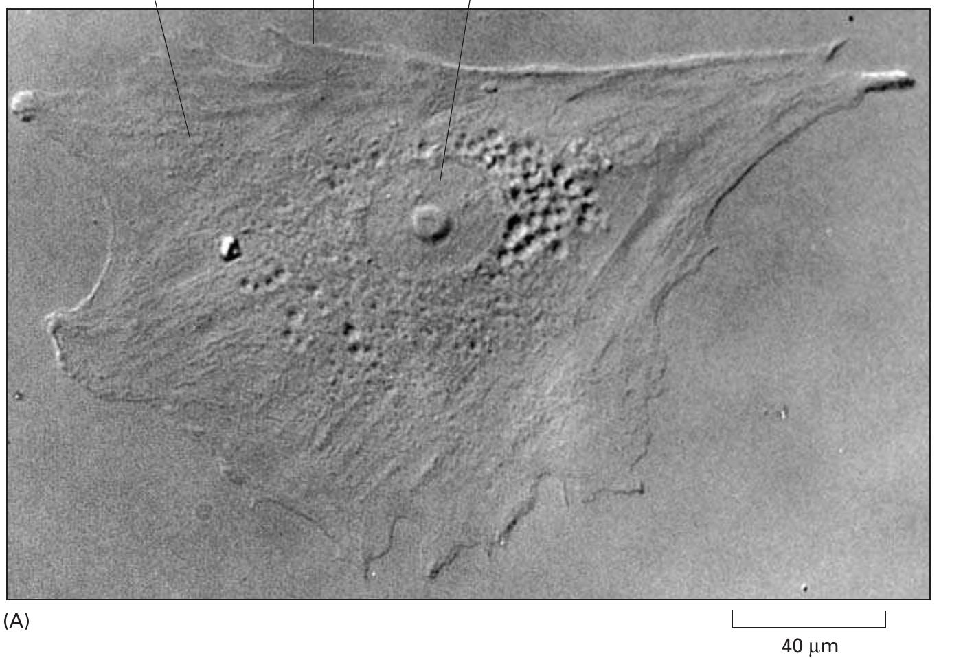 -7 a living cell can be seen under a light microscope. (a) a