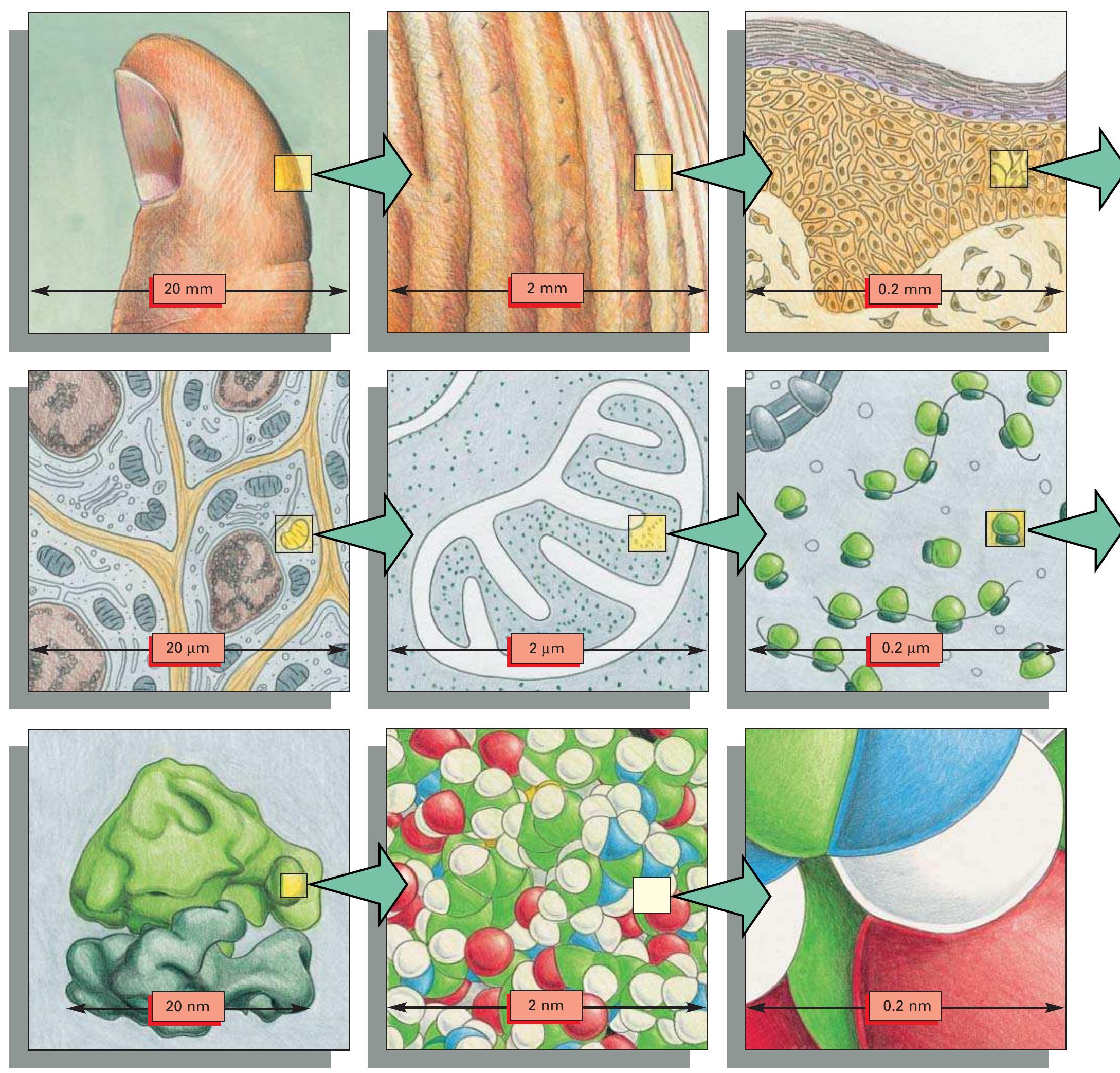 -9 how big is a cell and how big are its parts? this diagram