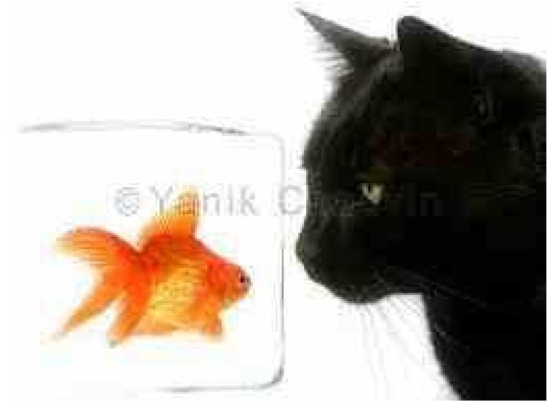 Figure 12 - Principles of COMPOSITION