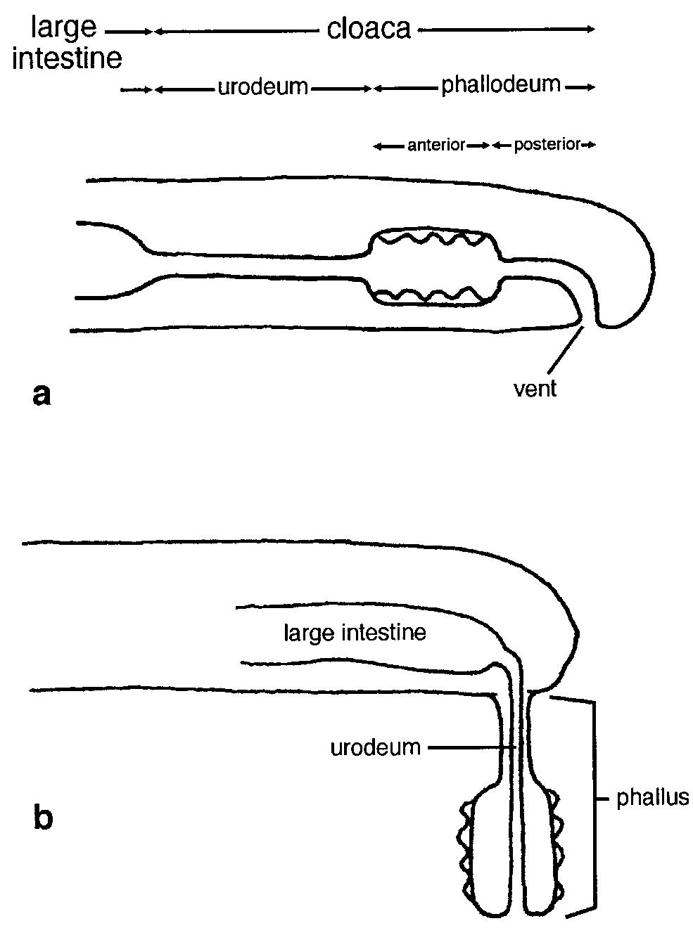 Schematic sagittal section through the posterior of a male
