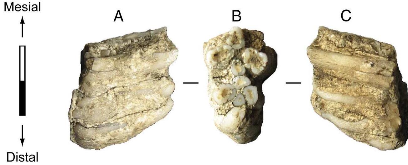 Distal fragment of kolpochoerus right mandibular m3 from