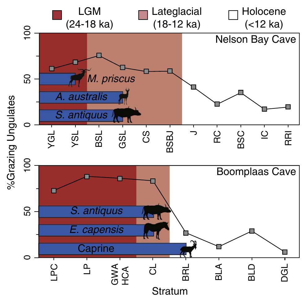 Last appearances of extinct ungulates at nelson bay cave