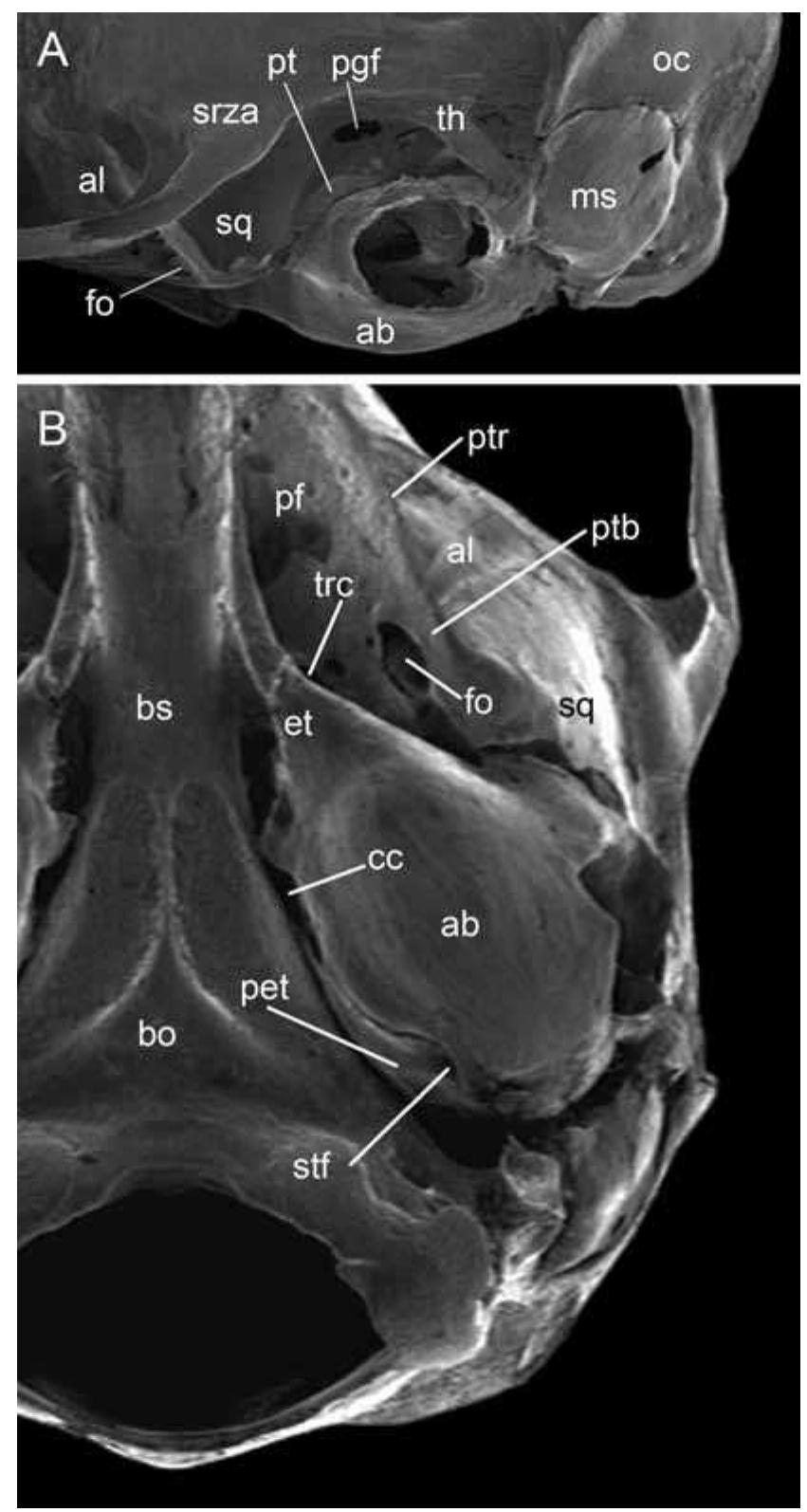 Lateral and ventral views of the cranium of archboldomys