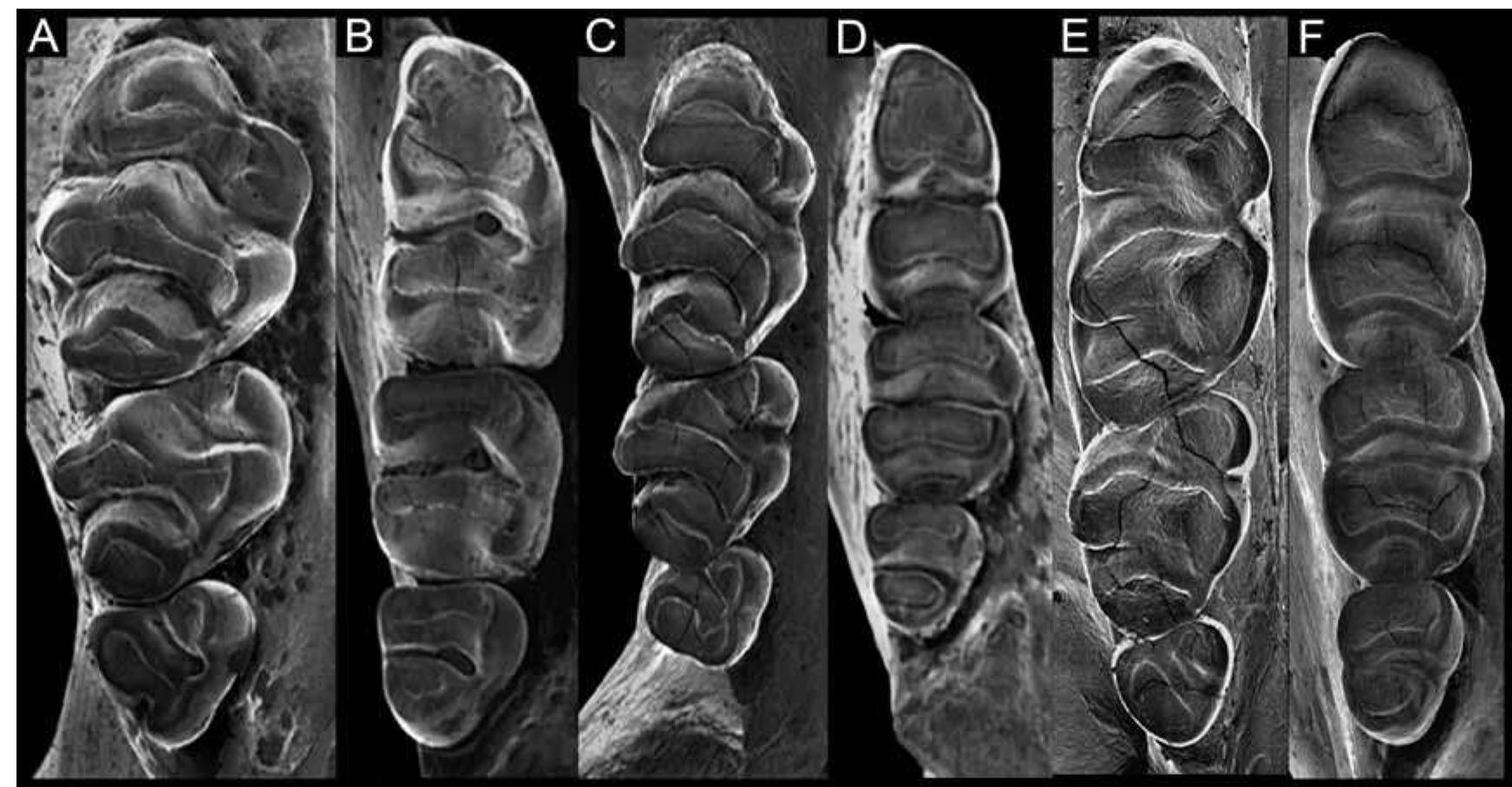 Occlusal view of maxillary and mandibular molar toothrows of