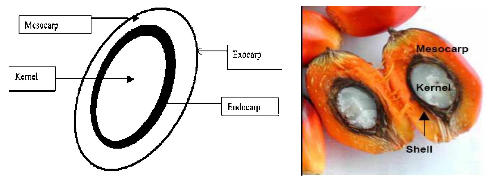 The mesocarp structure for oil palm fruit. bunch).