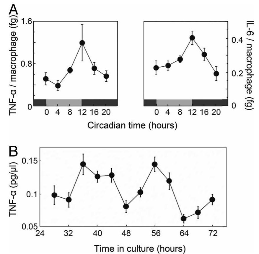 Amacrophage intrinsic clockwork regulates circadian tnf-a