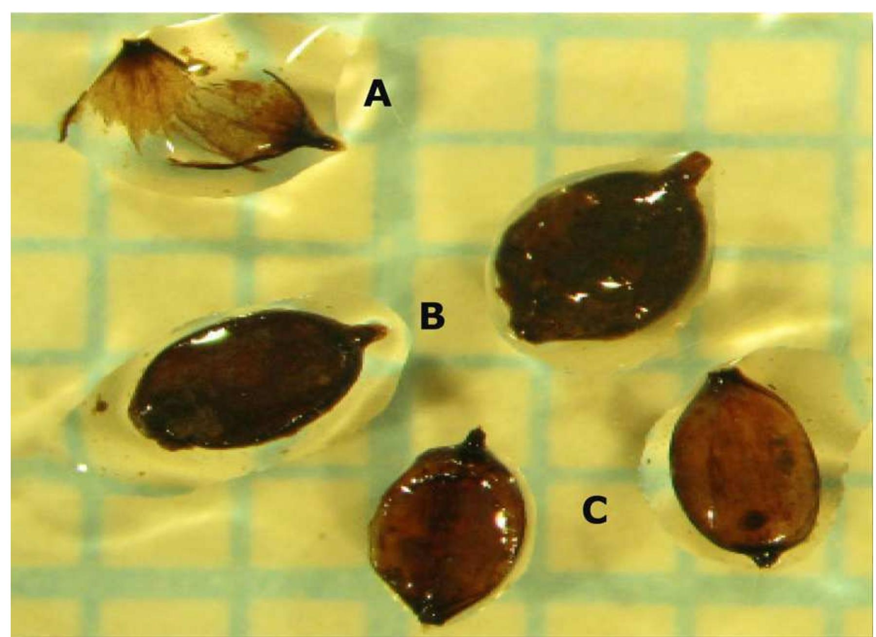 - different fragmentation and corrosion states of the common