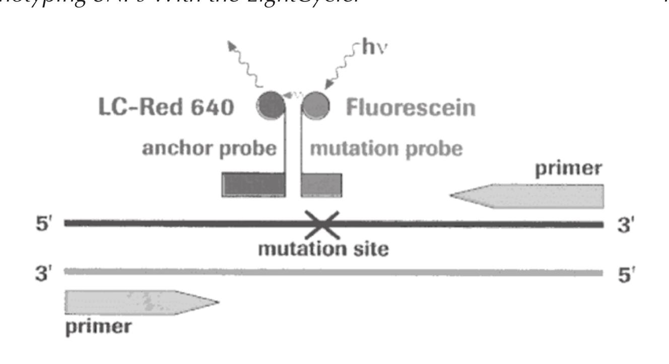 Figure 30 - from Forensic DNA Typing Protocols