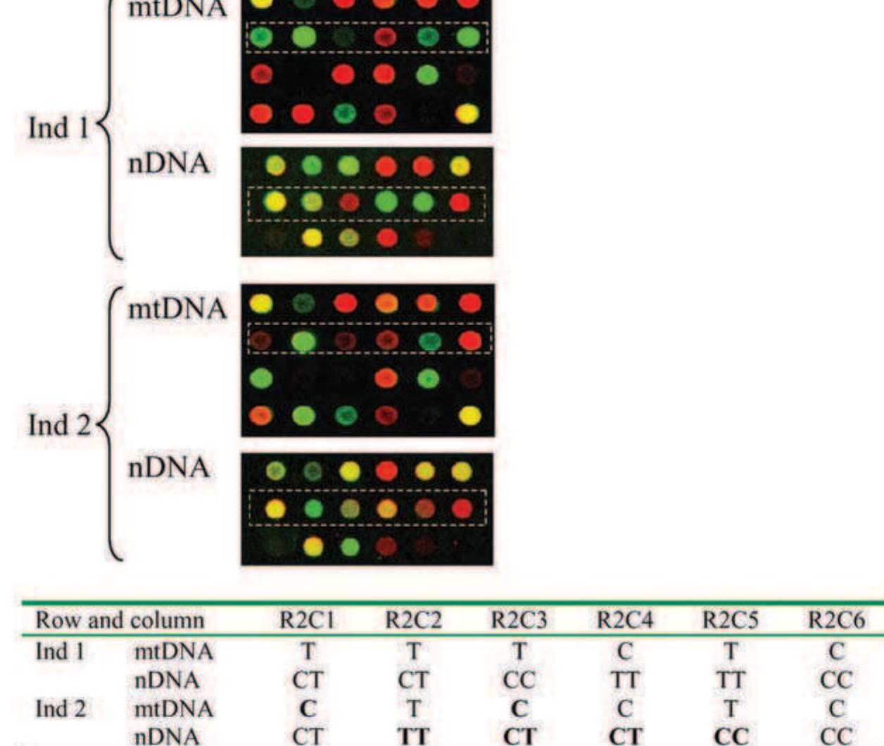 Figure 40 - Forensic DNA Typing Protocols