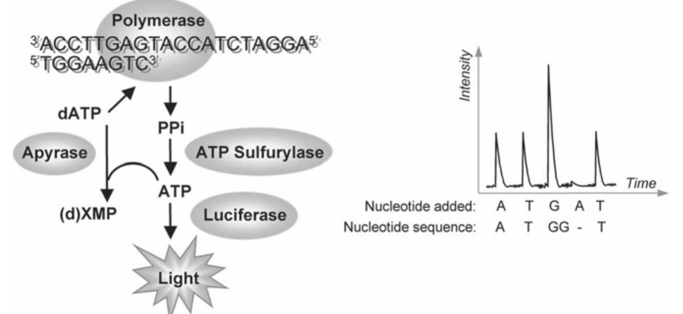 Left panel, schematic illustration of the pyrosequencing