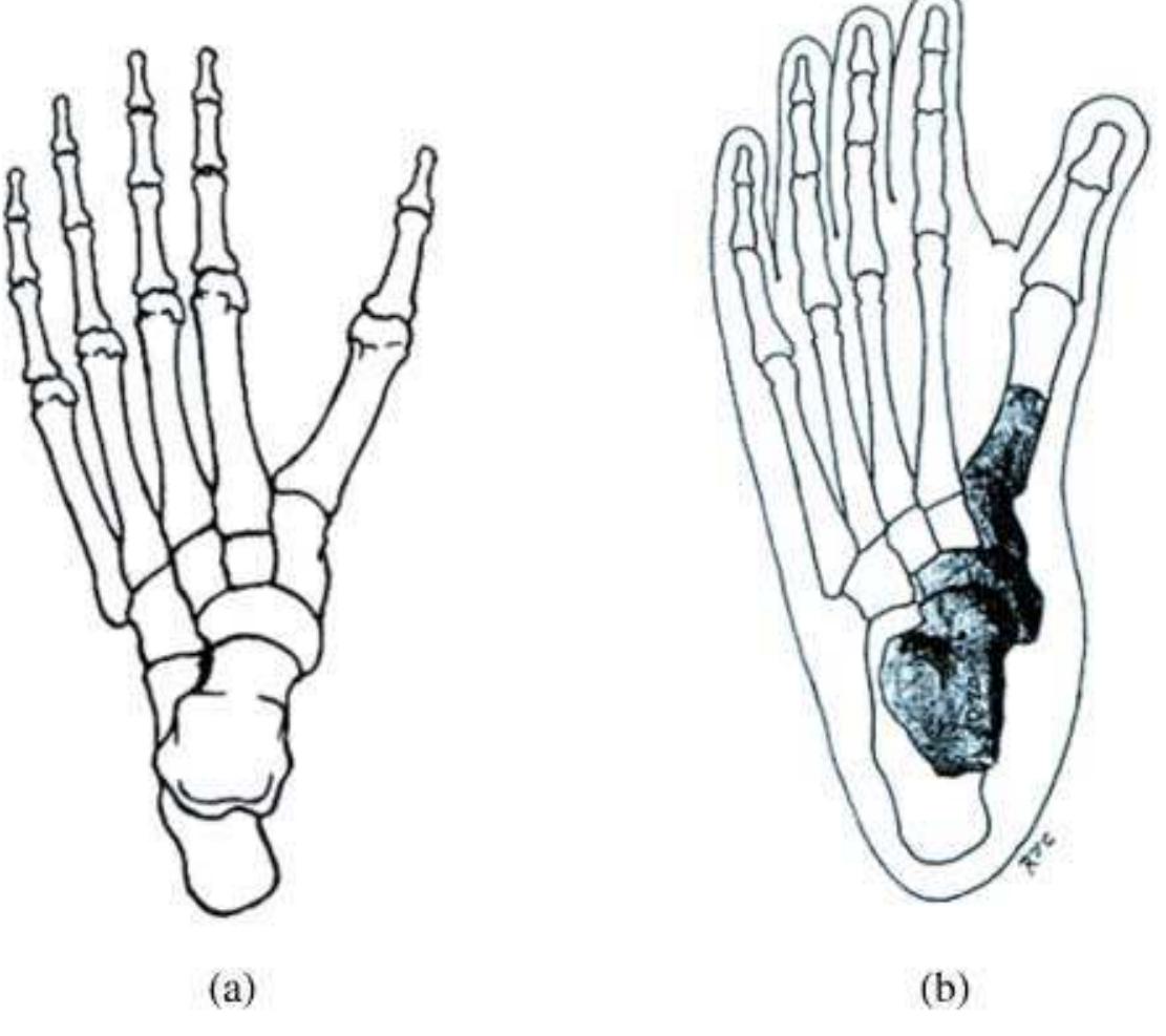 Figure 2 - from Fossils, feet and the evolution of human