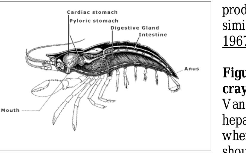 Figure 4 - THE DIGESTIVE SYSTEM OF VERTEBRATES