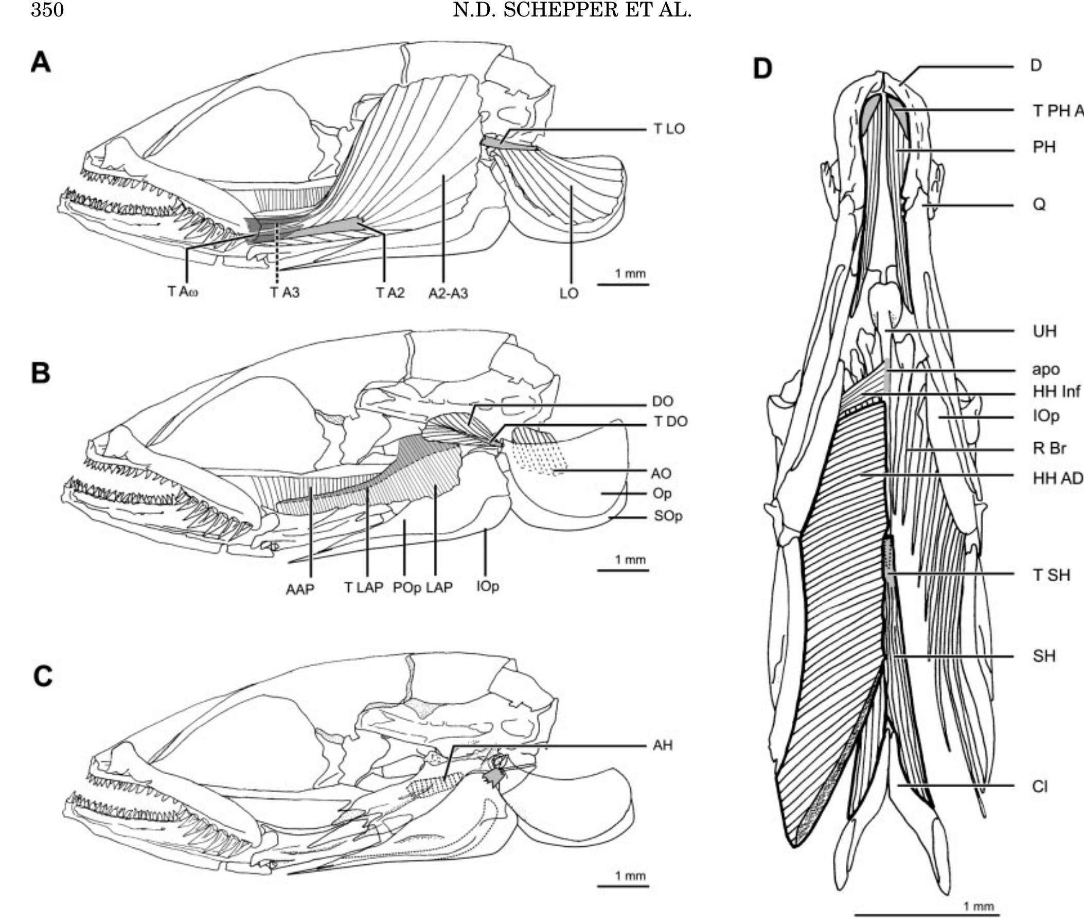 A: cranial muscles of heteroconger longissimus. b: the