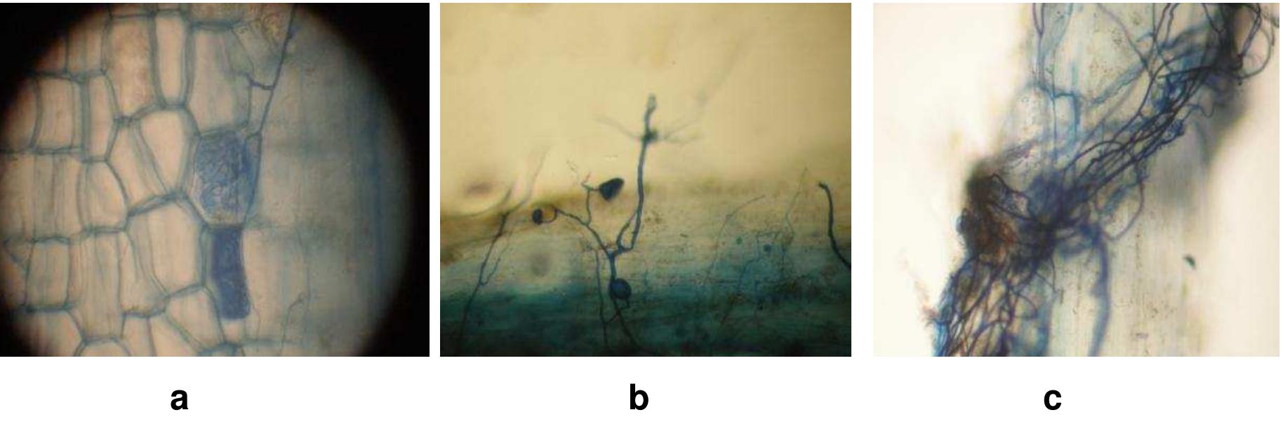 The colonization of roots by arbuscular mycorrhizal fungi