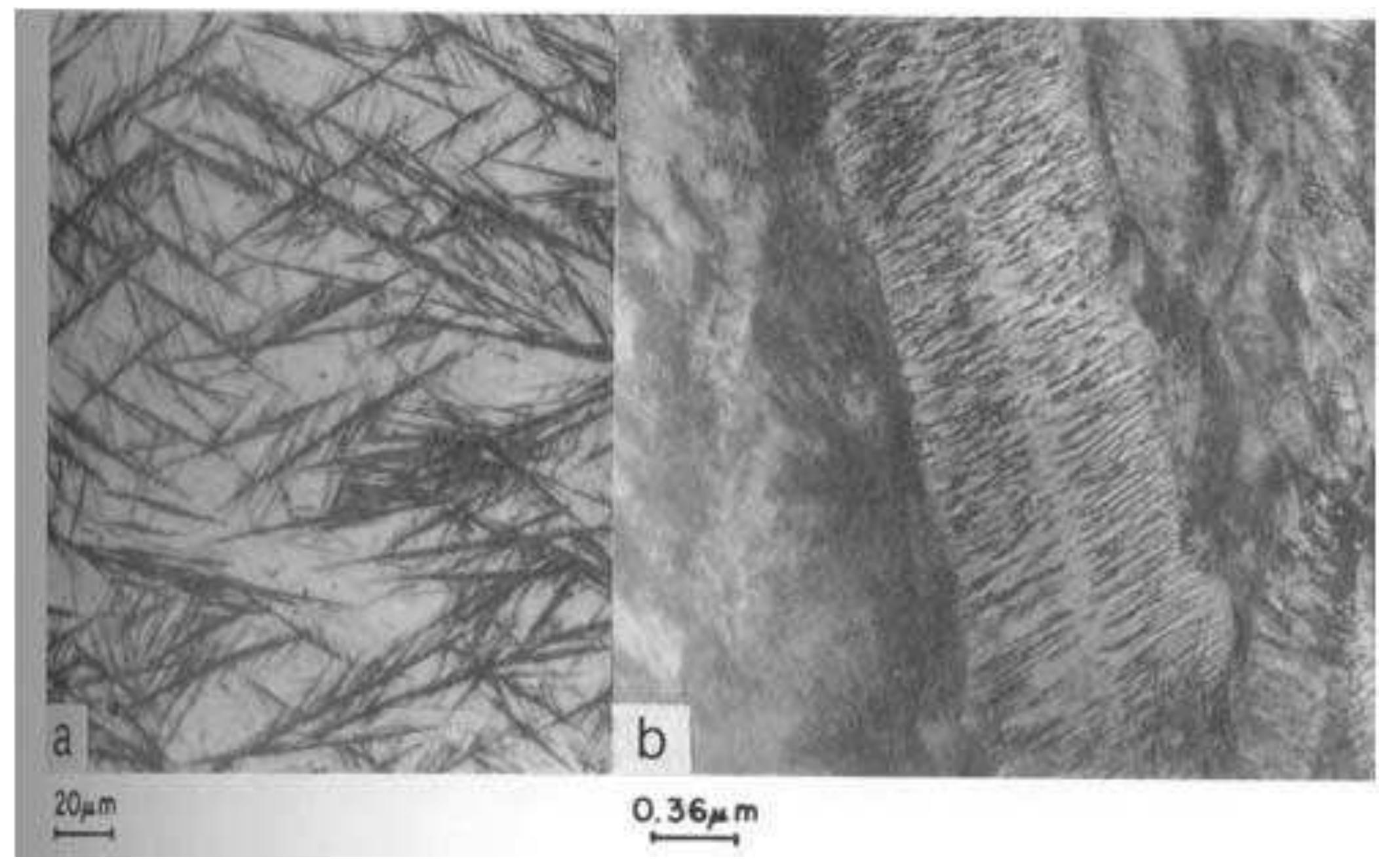 : (a) optical micrograph showing thin and spiny lower