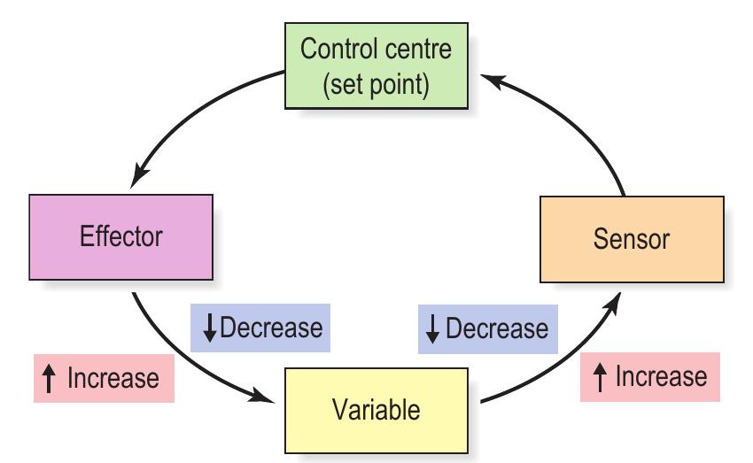 (PDF) Physiological control mechanisms and homeostasis NEGATIVE ...