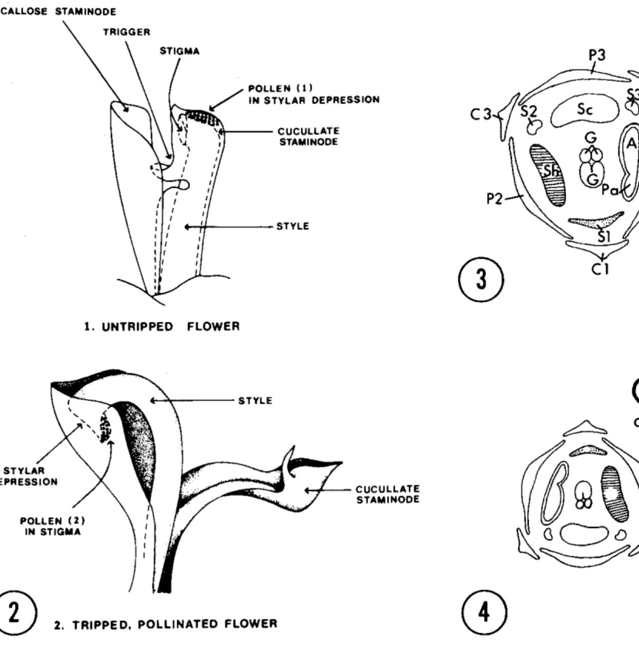 Diagrams showing the relationships of the eal- lose