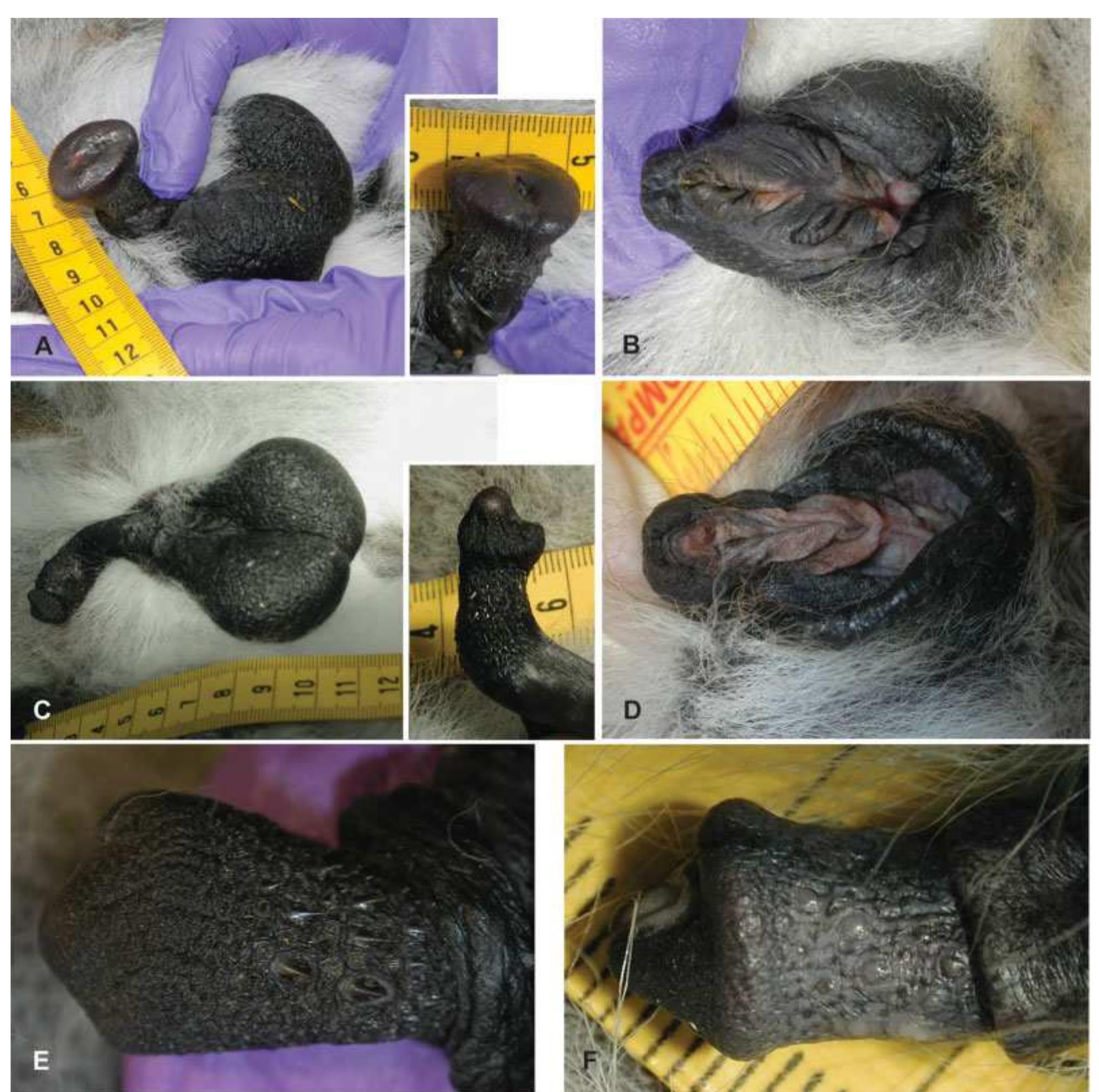(PDF) External Genital Morphology of the Ring‐tailed Lemur (Lemur Catta ...