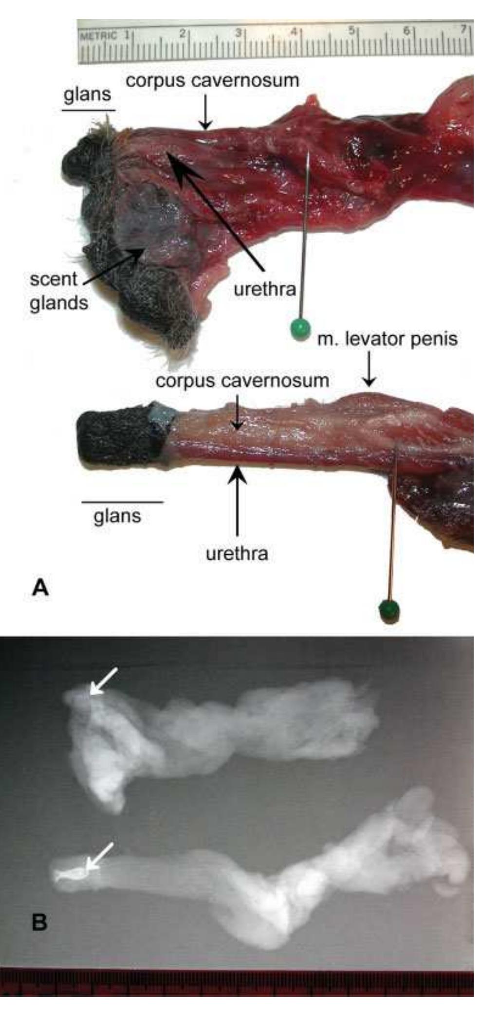 Comparison of the distal portion of the external uro-