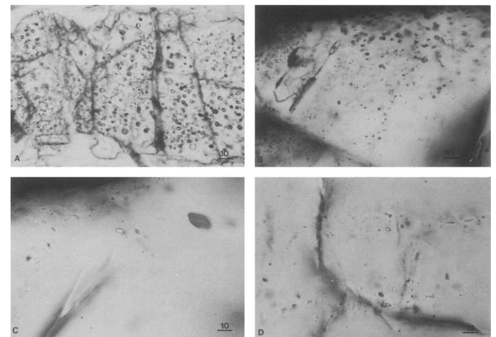 Microphotographs of fluid inclusions. all scale bars in um.