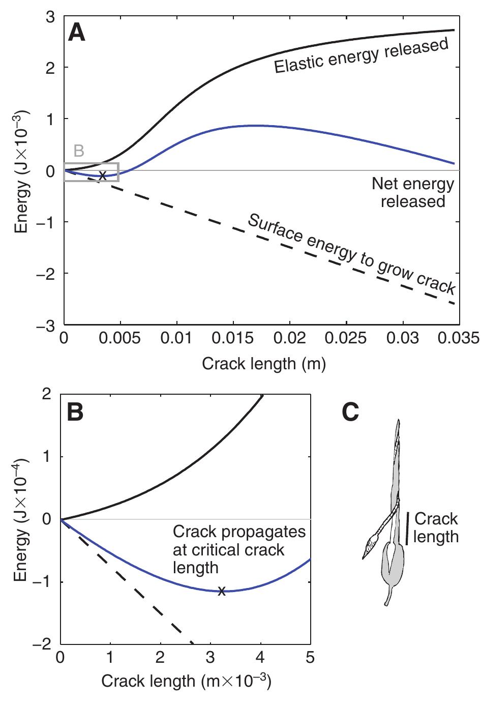 (a) fracture mechanics of e. cicutarium awn launch,
