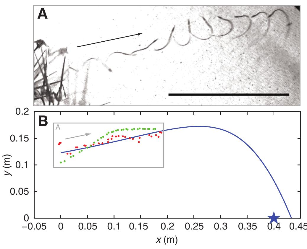 (a) representative initial launch trajectory, shown by