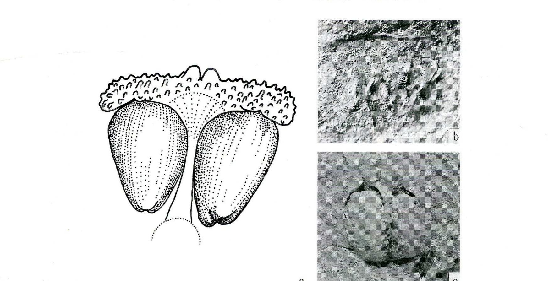 (a) reconstruction of the sporophyll of microzamia gibba