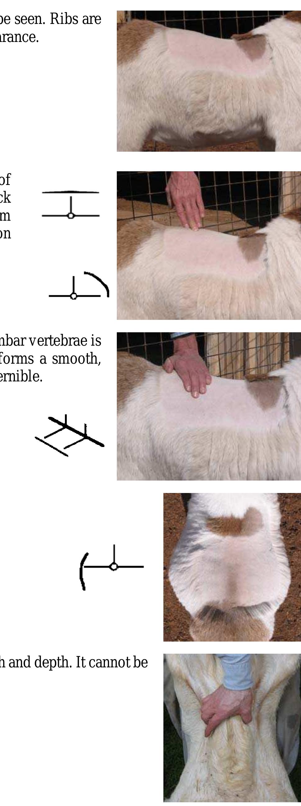 Figure 6 - Body Condition Scoring for Improved Management