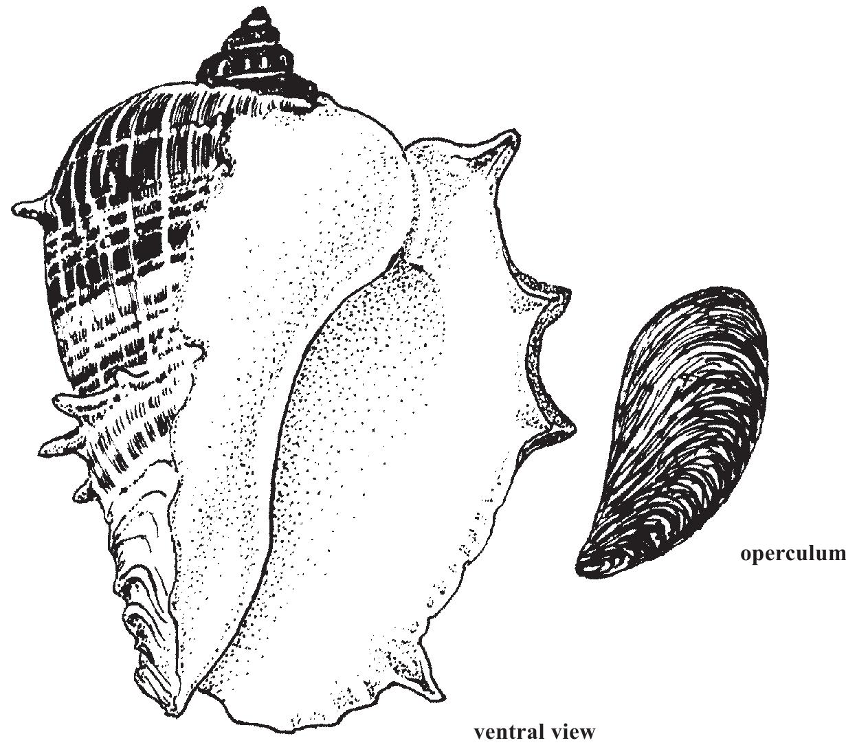 Fao names: en - west indian crown conch (afs: crown conch);