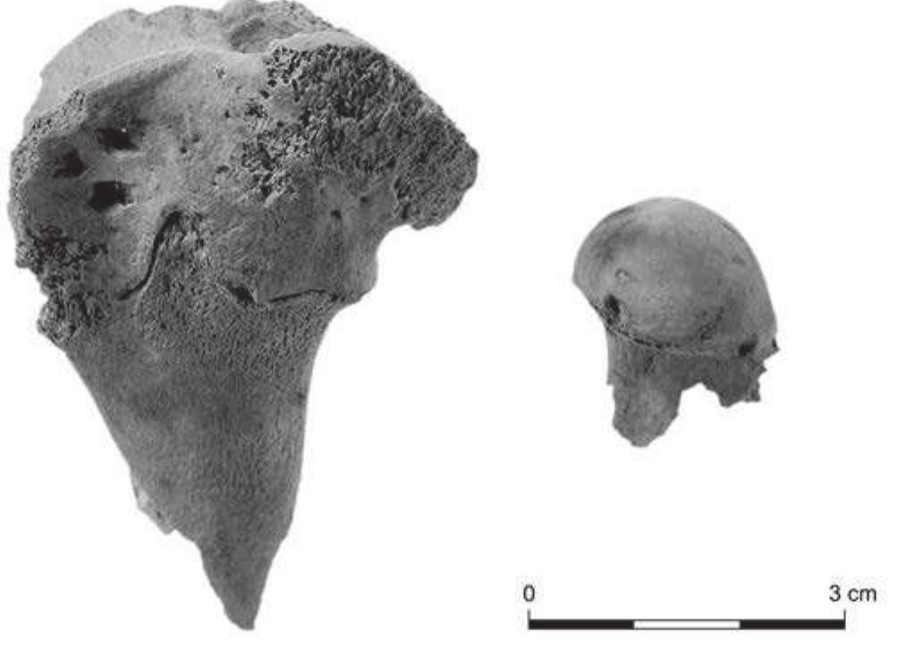 19: teeth marks on a distal and proximal femora from the