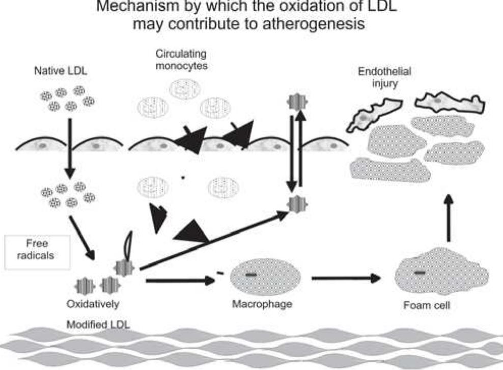 : diagram showing mechanism by which the oxidation of ldl