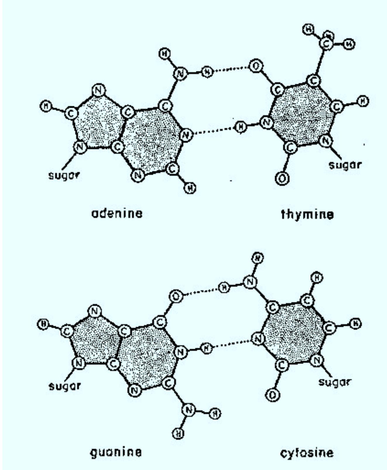 The adenine-thymine and guanine-cytosine base pairs used to
