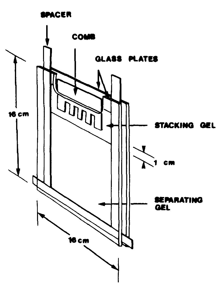 The construction of a slab gel, showing the positions of the