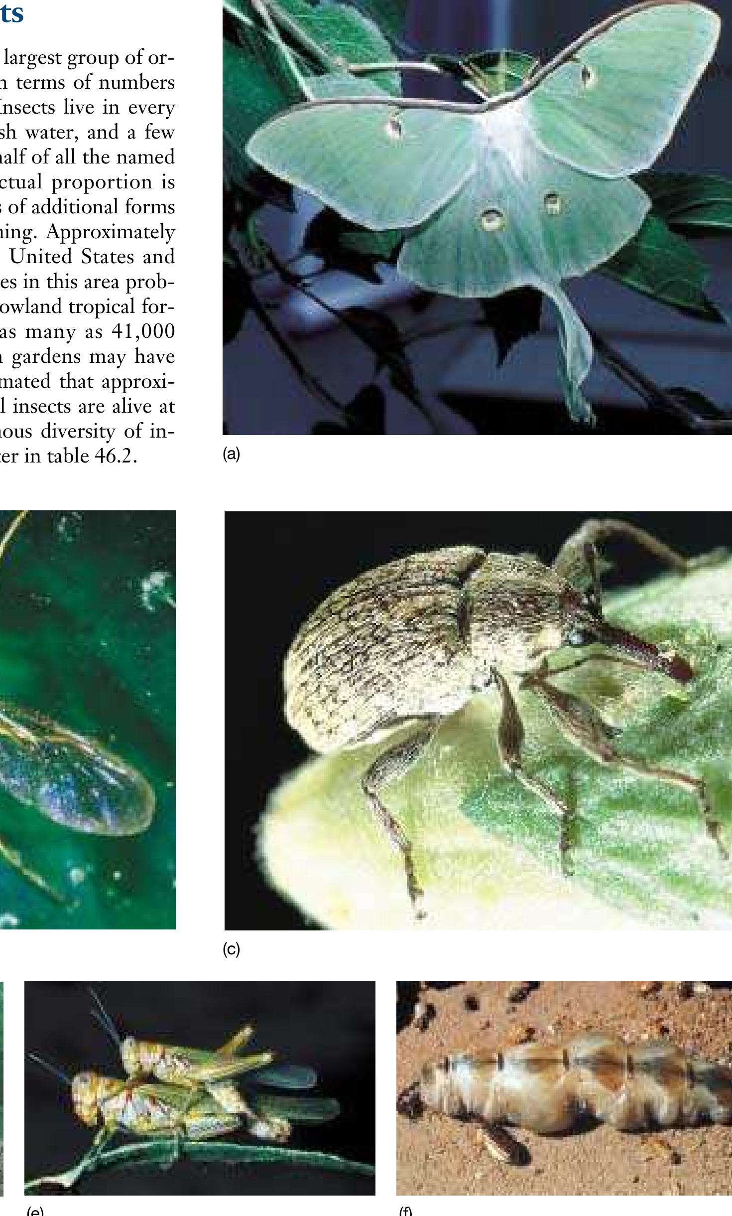 Insect diversity. (2) luna moth, actias juna. luna moths and