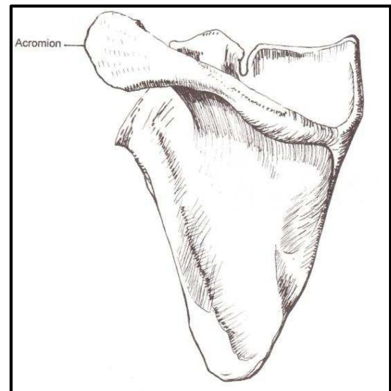 - the human scapula demonstrating the acromion (stirland,