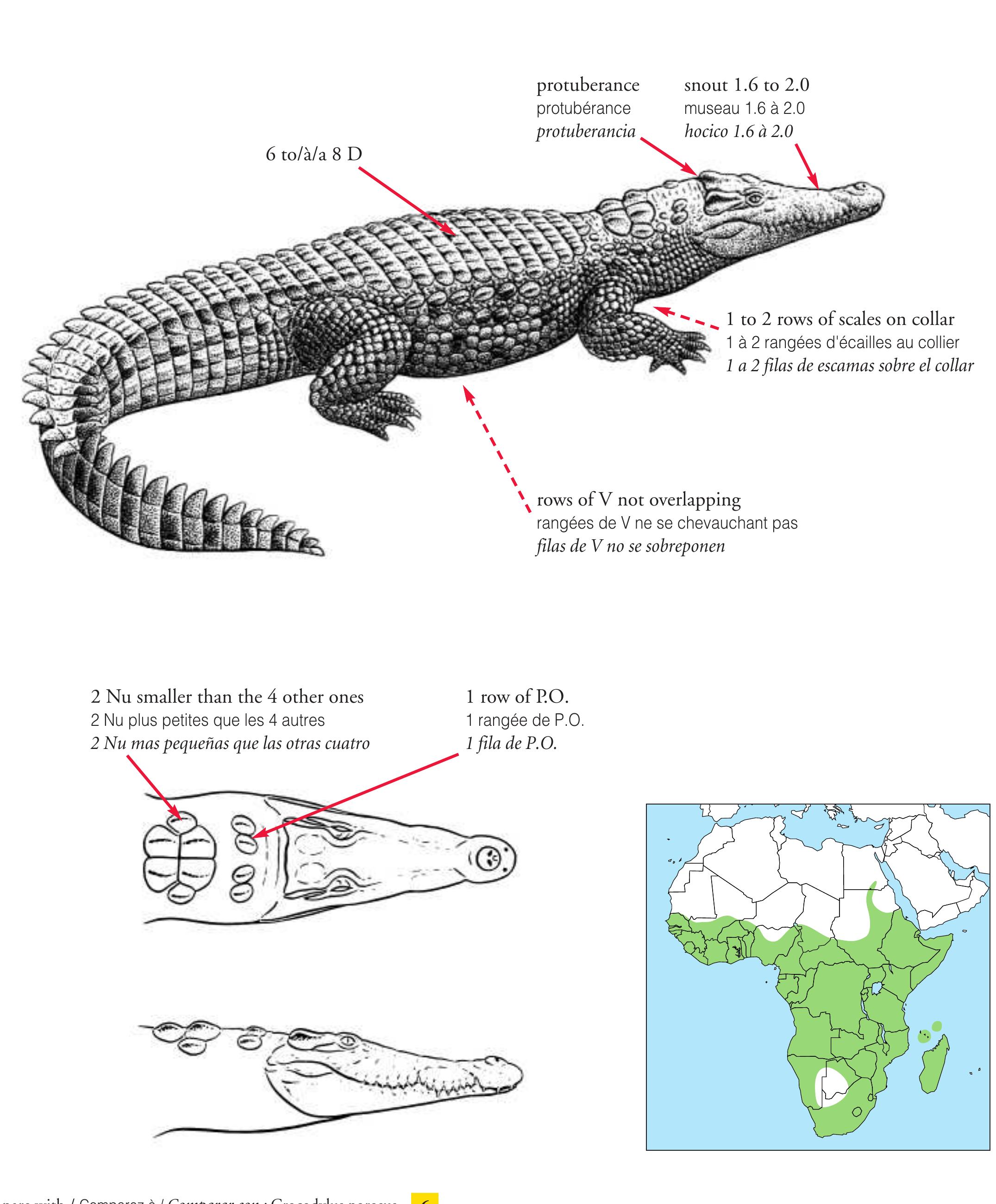 Figure 80 - CITES-Identification-Guide---Crocodilians