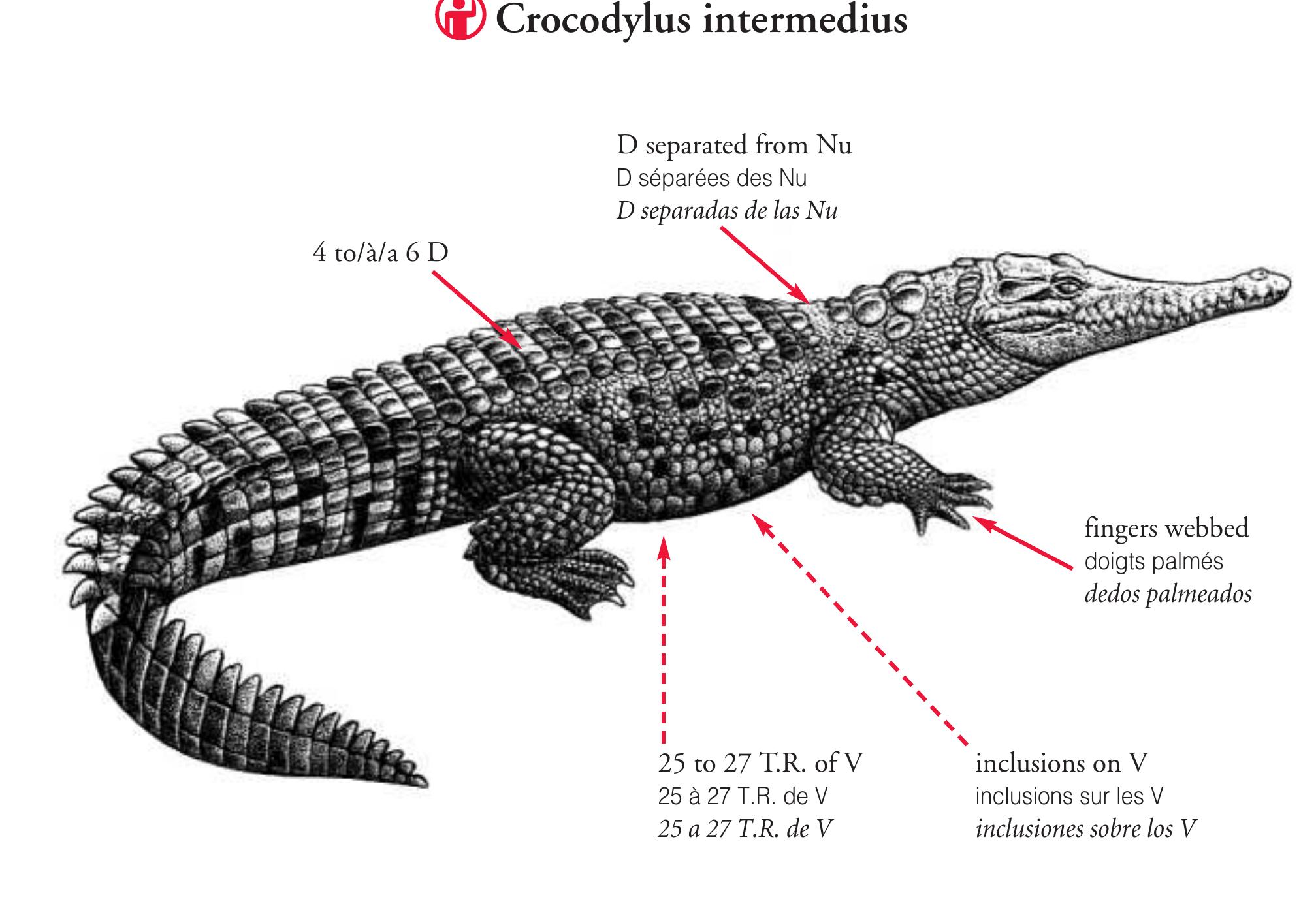 Figure 83 - CITES-Identification-Guide---Crocodilians