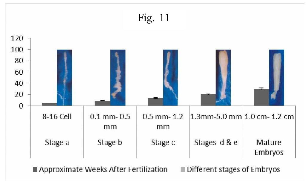 Morphogenic stages of zygotic embryos as identified during